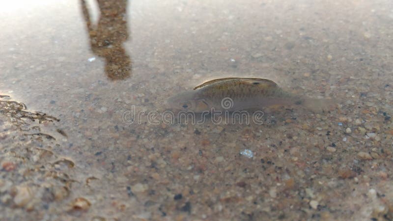 The hopeful souls stock photo. Image of souls, hopeful - 78886264