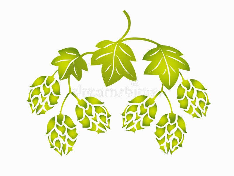Hopfen vektor abbildung. Illustration von dekoration - 26688781