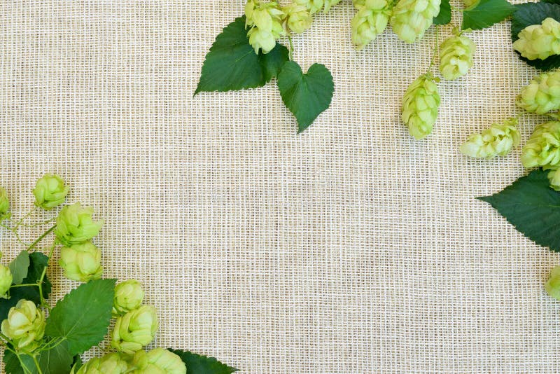 Hopfen stockbild. Bild von grob, gesund, aufbau, getränk - 63841485