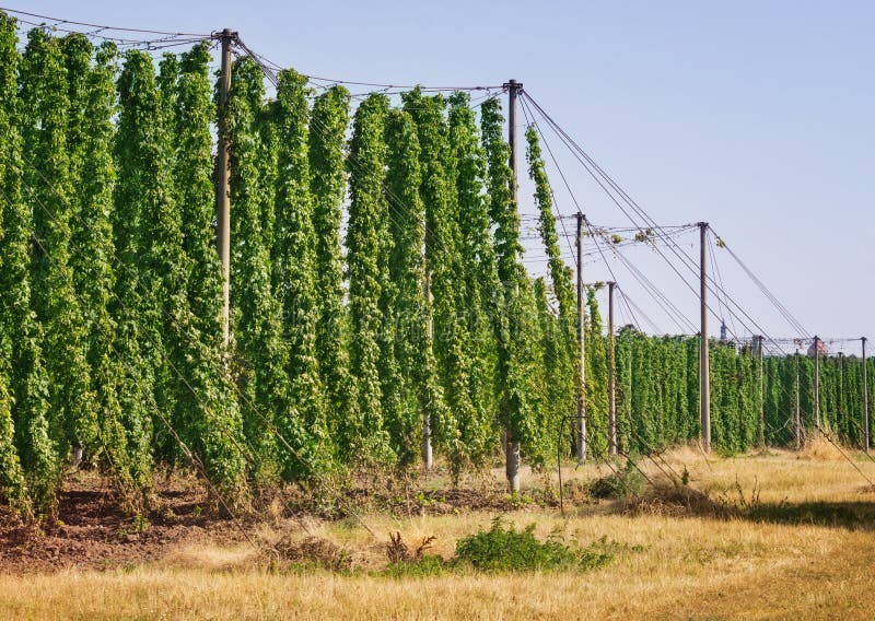 Hopfen, Hopfenfeld stockfoto. Bild von baugerüst, grün - 77510308