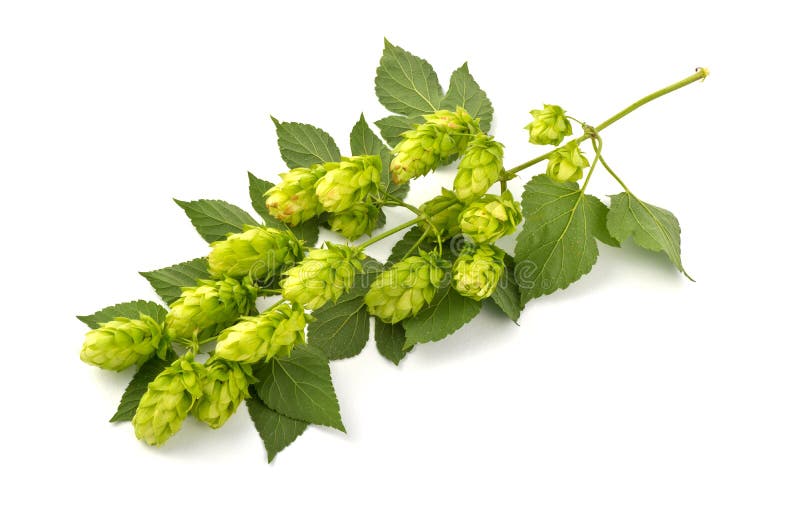 Hopfen lokalisiert stockfoto. Bild von tiefe, wachsen - 125240344