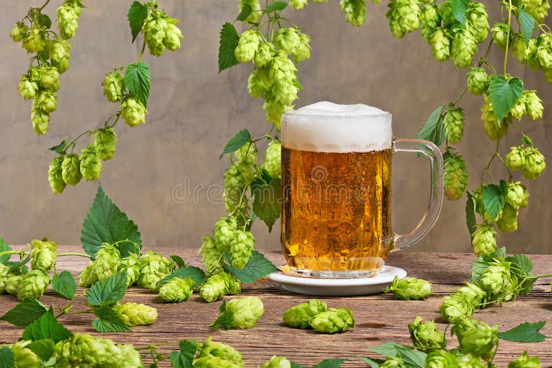 Glas Bier Mit Hopfen Und Gerste Stockfoto - Bild von bier, kupferartig ...