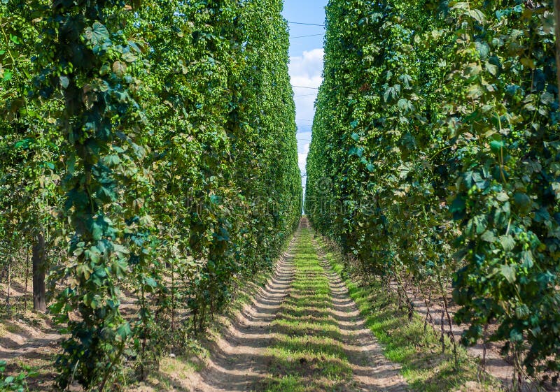 Hopfenfeld in Elsass stockfoto. Bild von brauen, land - 51828190