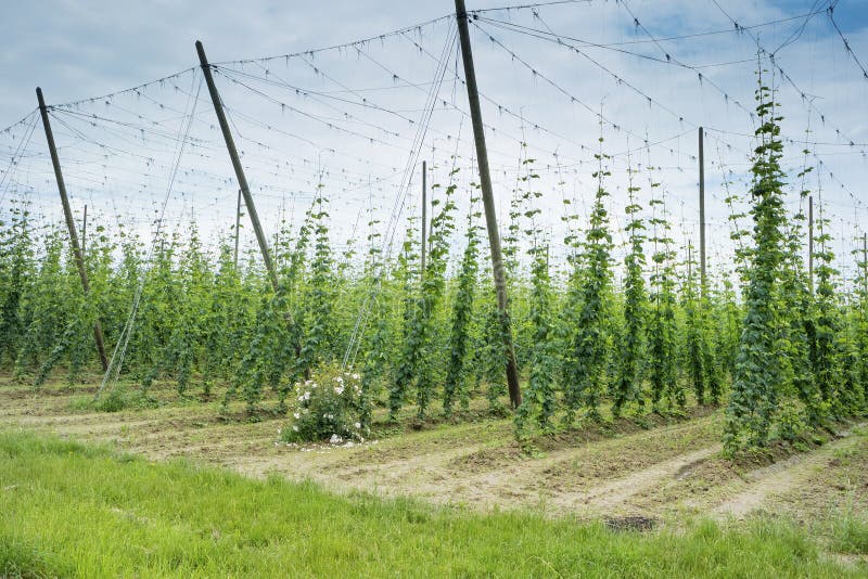Hopfenfeld in Frankreich stockbild. Bild von bitter, vegetation - 72906189