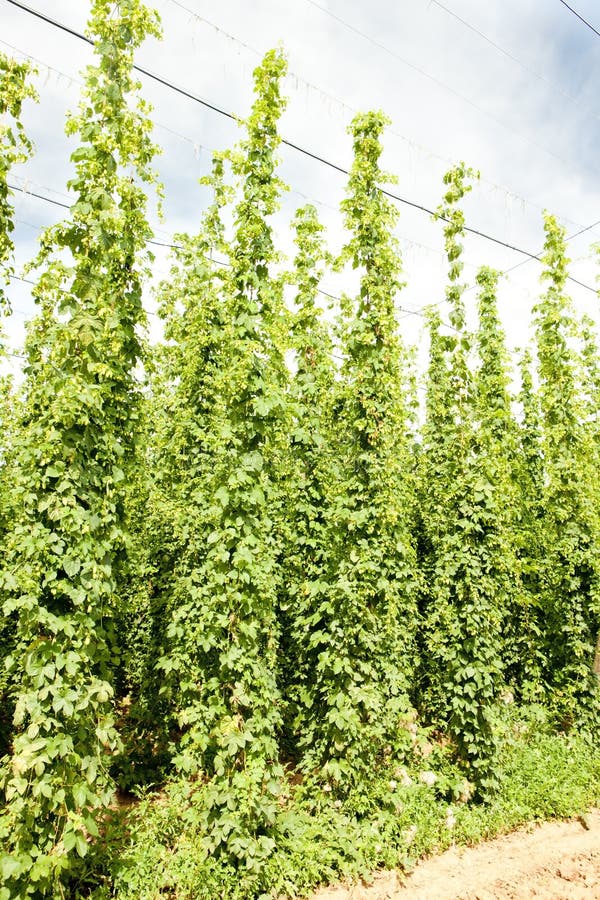 Hopfenfeld, Tschechische Republik Stockfoto - Bild von ...