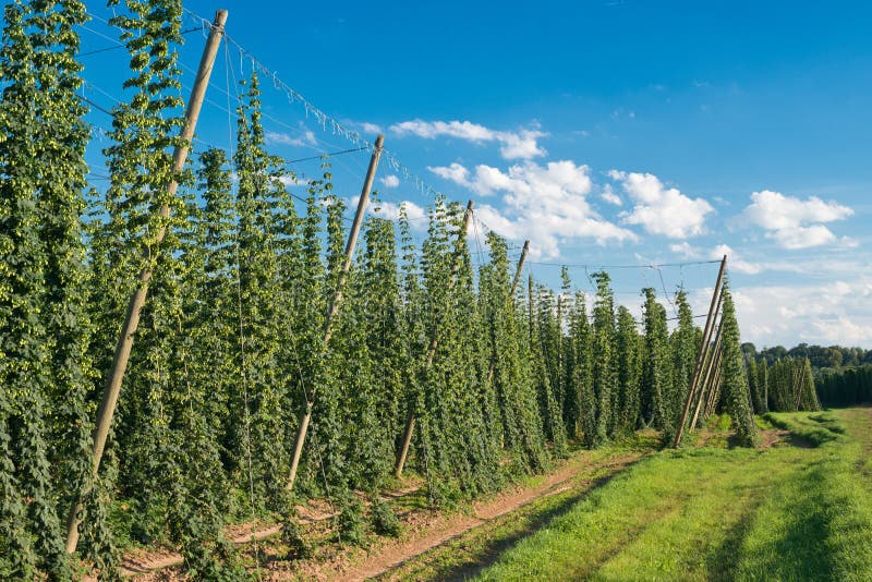 Hopfenfeld Vor Der Ernte, Tschechische Republik Stockbild - Bild von ...
