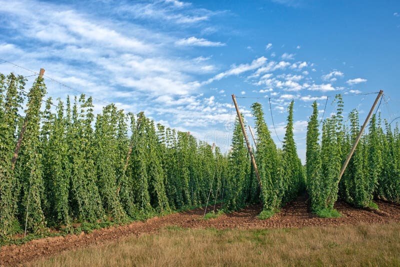 532 Hopfenfeld Fotos - Kostenlose und Royalty-Free Stock-Fotos von ...