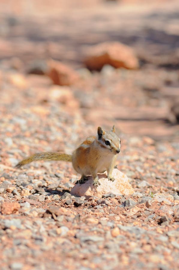 Hopi Chipmunk stock image. Image of period, cache, rocks - 78895233