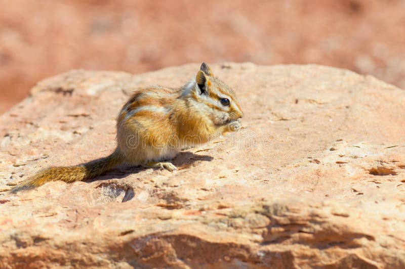 Hopi Chipmunk stock image. Image of period, cache, rocks - 78895233