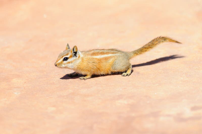 Hopi Chipmunk stock image. Image of period, cache, rocks - 78895233