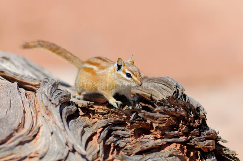 Hopi Chipmunk stock photo. Image of cute, view, park - 26555330