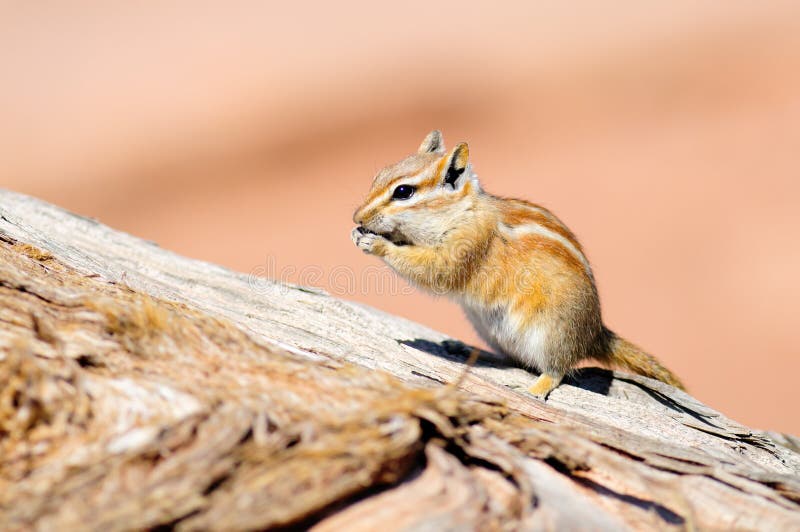 Hopi Chipmunk stock image. Image of period, cache, rocks - 78895233