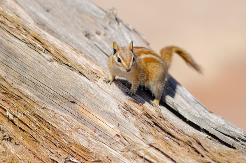 Hopi Chipmunk stock image. Image of period, cache, rocks - 78895233