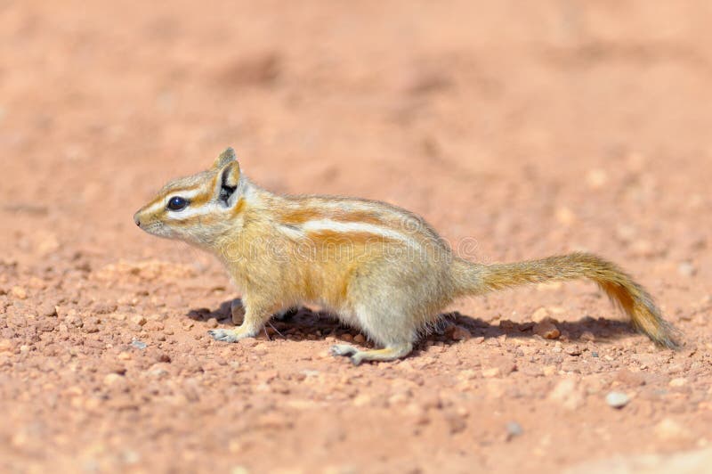 Hopi Chipmunk stock photo. Image of cute, view, park - 26555330