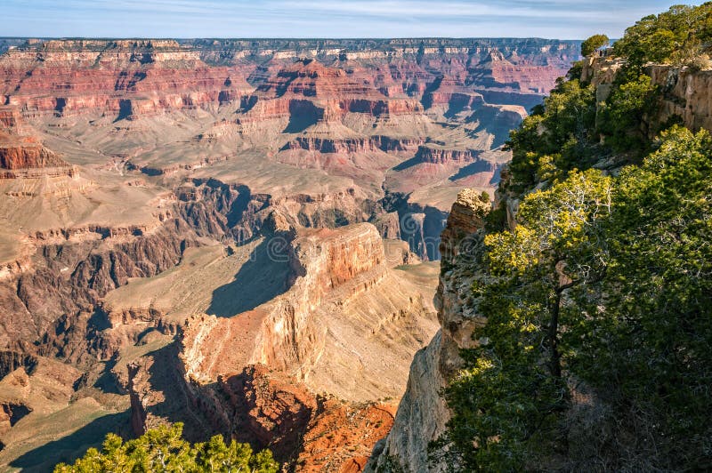 Árbol Del Enebro En Hopi Point En Grand Canyon Imagen de archivo ...