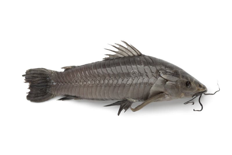 Hoplosternum Littorale Fish Stock Image - Image of fresh, armorplated ...
