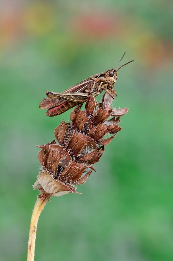 A hopper stock image. Image of forest, leaf, animal, creature - 17907881