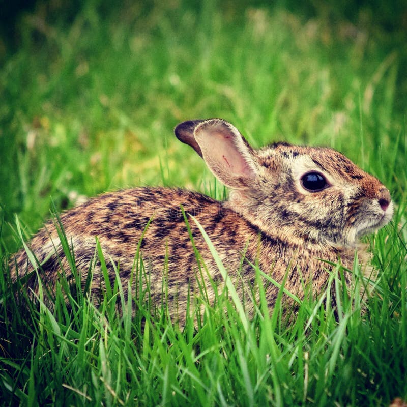 Hopper stock photo. Image of life, rabbit, bunny, wondering - 146598204