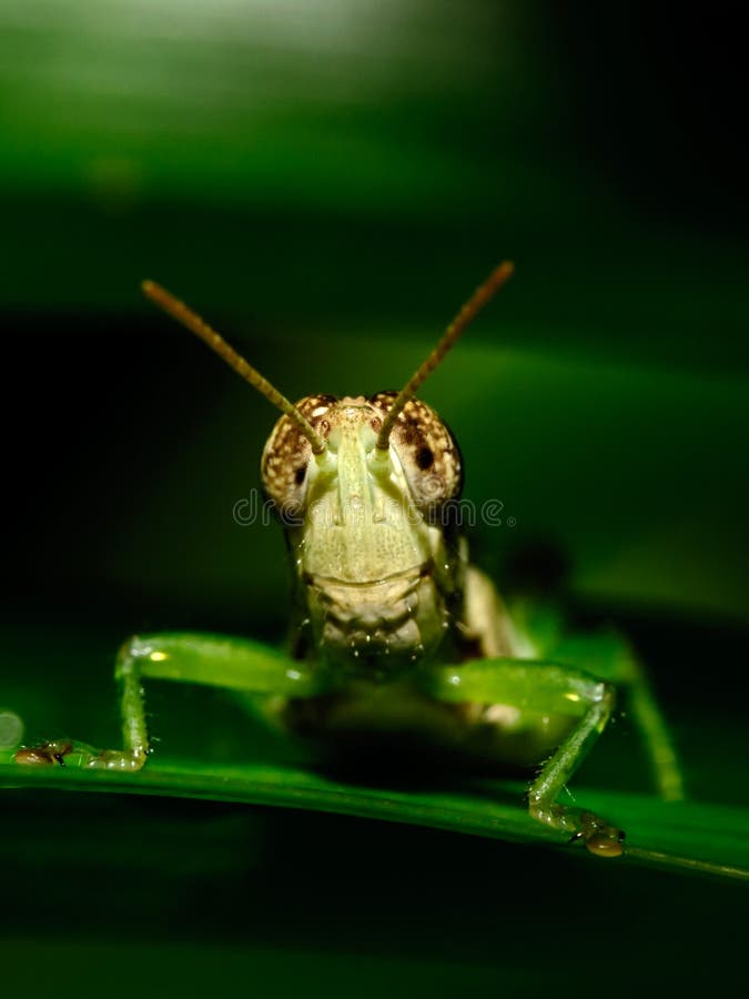 The Hopper stock image. Image of hopper, head, insect - 60720761