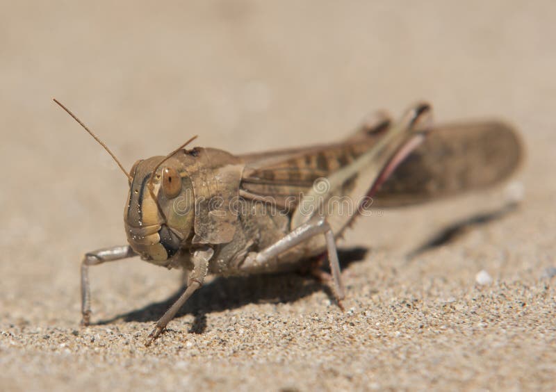Hopper stock image. Image of beach, sand, nature, portrait - 43399871