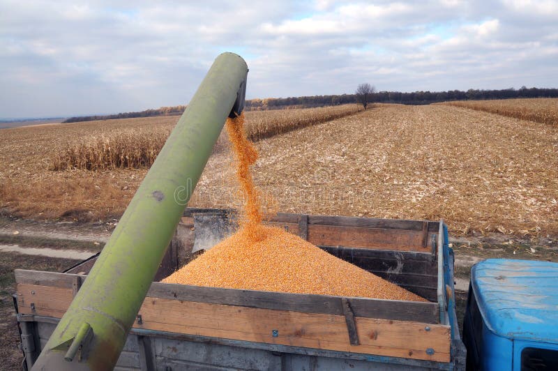 From the Hopper of the Combine, the Grain is Pulled Down into Th Stock ...