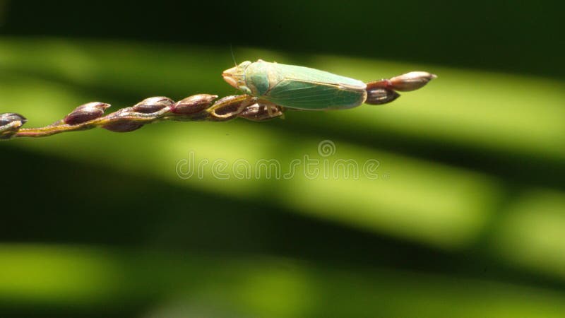 Hopper on a leaf stock image. Image of stem, nature - 262314211