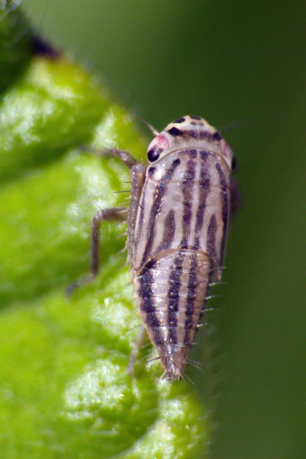 Hopper on a leaf stock photo. Image of south, latin - 262312498