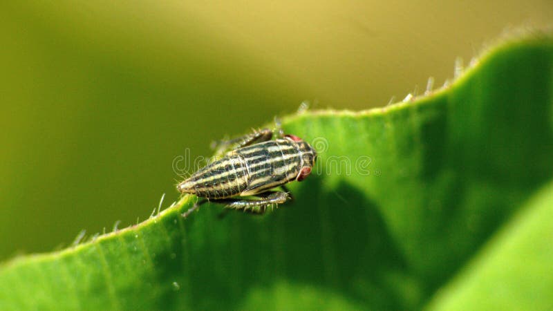 Hopper on a leaf stock photo. Image of tiny, leaf, cotacachi - 262312716