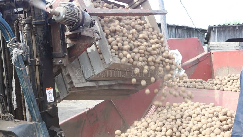 Seed Box of Potato Planter is Filled with Seed Potatoes. Stock Footage ...