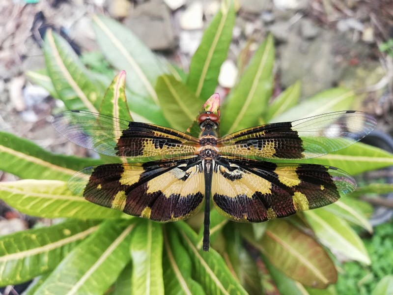 A hopper on the tree stock image. Image of mammal, horn - 195582037