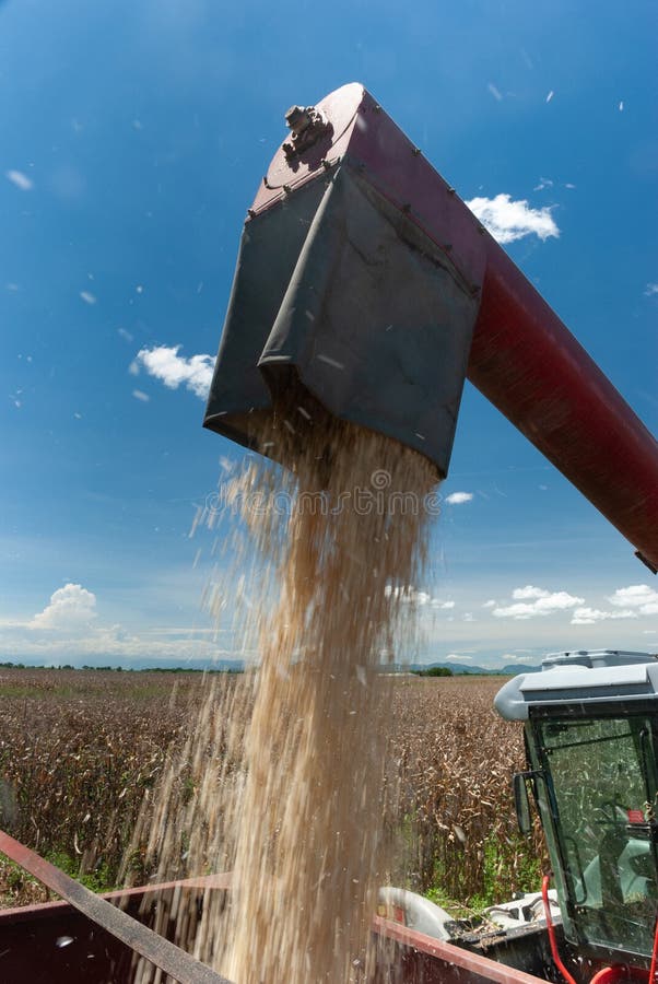 Hopper Unloading Corn Grains Harvested by the Harvester Stock Photo ...