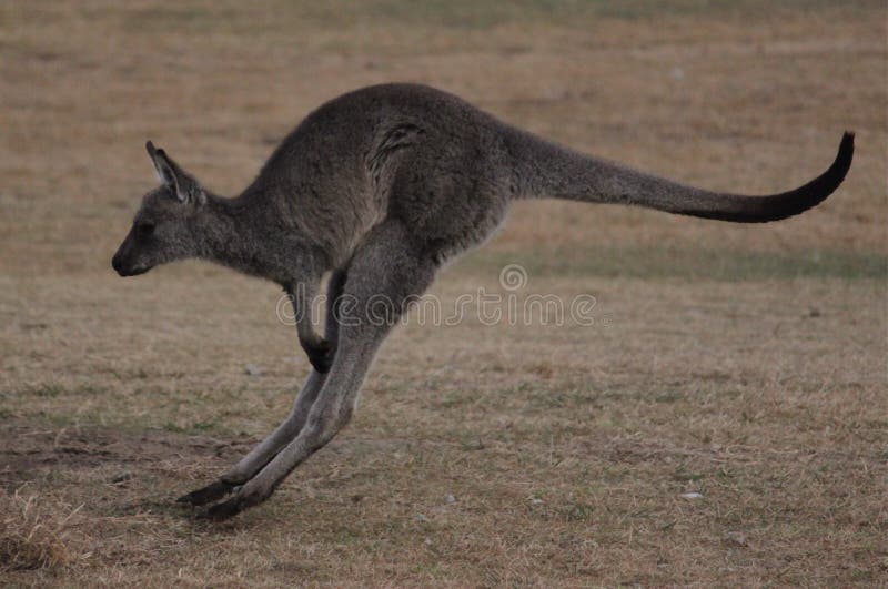 Hopping Kangaroo stock image. Image of brown, chew, claw - 15013319