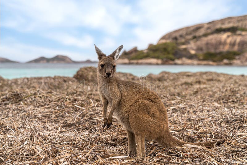 Hopping Kangaroo on Kangaroo Island Australia Stock Photo - Image of ...