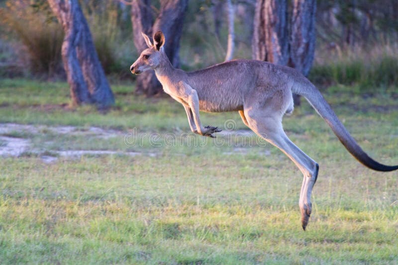 Hopping Kangaroo stock image. Image of brown, chew, claw - 15013319