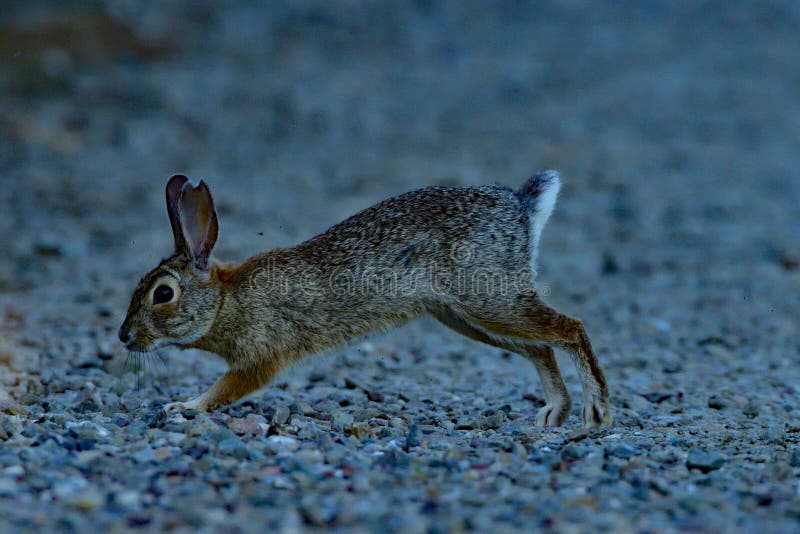 1,156 Hopping Rabbit Stock Photos - Free & Royalty-Free Stock Photos ...
