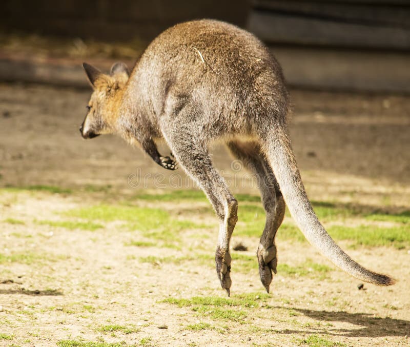 Hopping wallaby stock image. Image of kangaroo, wilderness - 43283297