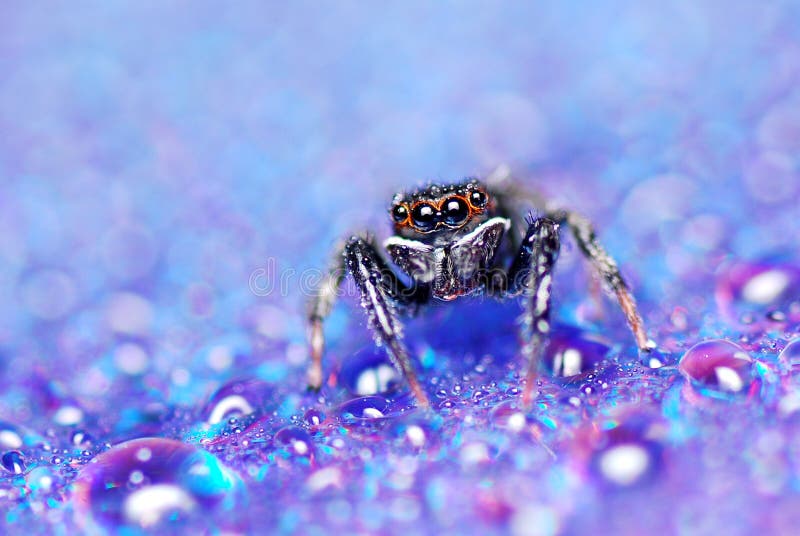 En hoppspindel arkivfoto. Bild av spindel, ekologiskt - 30253124