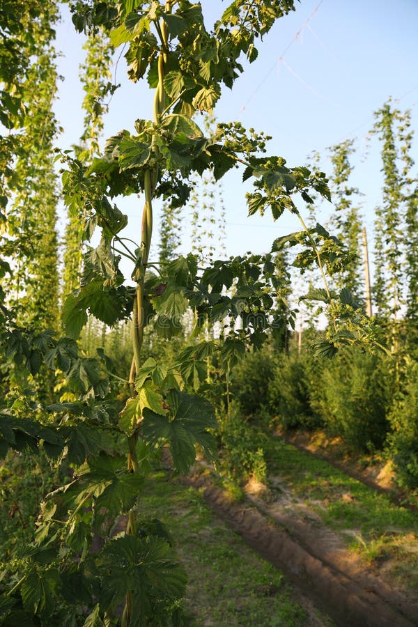 Hoppy Field in the Light of the Evening Sun Stock Image - Image of ...