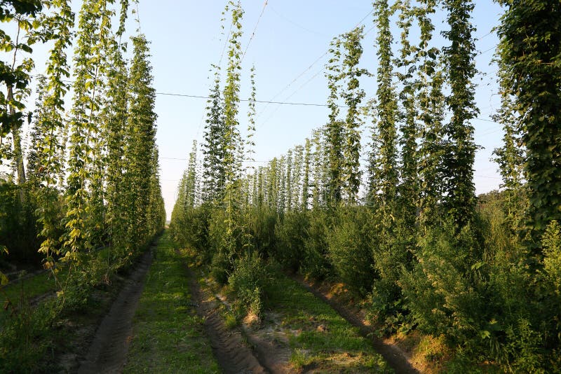 Hoppy Field in the Light of the Evening Sun Stock Photo - Image of ...