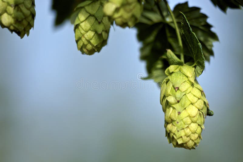 Hop Plant Border Design. Twigs of Hops Over Wooden Cracked Table Stock ...