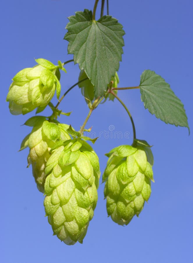 Hops close-up stock photo. Image of isolated, close, micro - 3124496