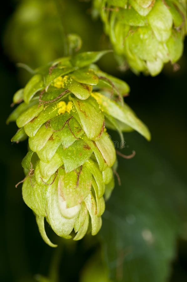 Hops stock image. Image of growth, farming, climbing - 21300457