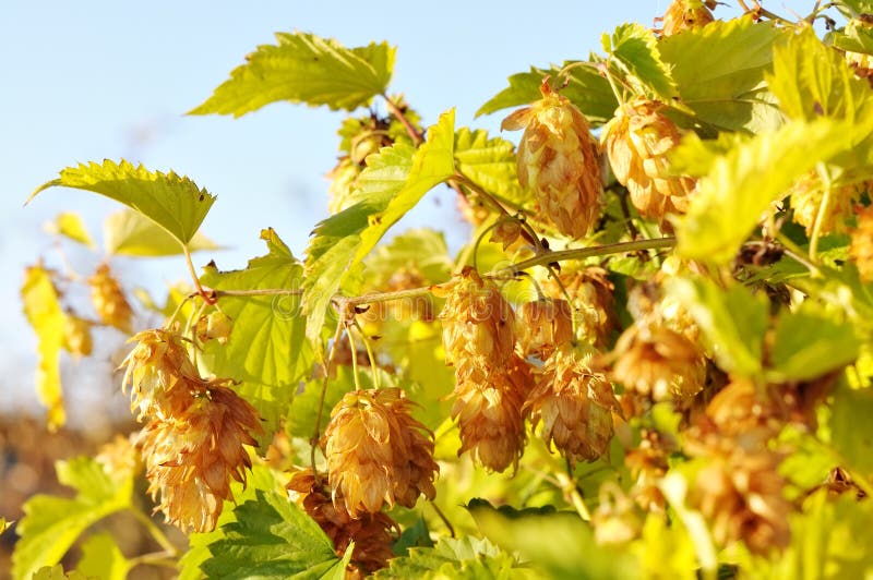 Golden hops. stock photo. Image of plump, cultivation - 19168704