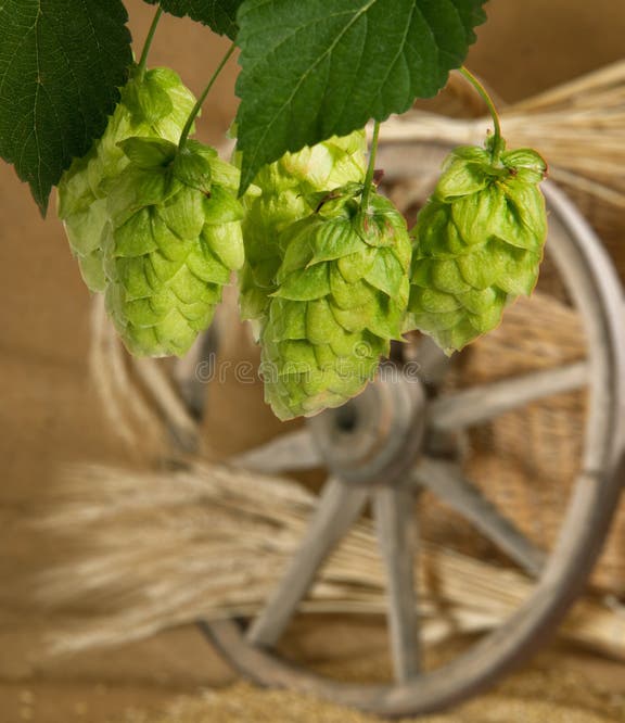Hops stock image. Image of brown, ripened, vintage, hops - 24157647