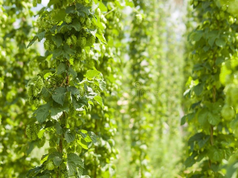 Hops stock photo. Image of herb, hops, slopes, colorado - 25661862