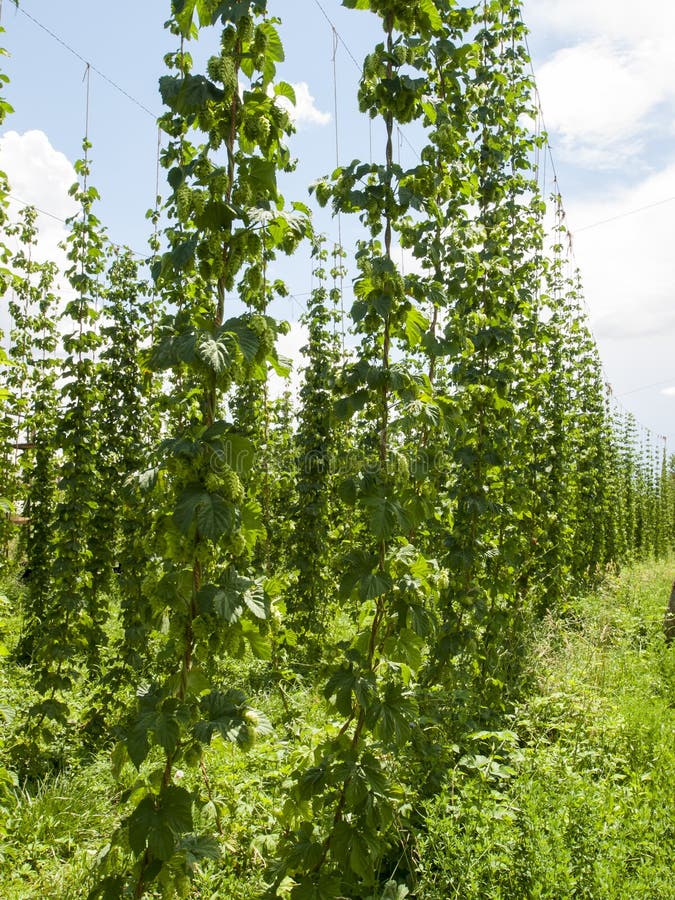 Hops stock image. Image of western, blue, colorado, agriculture - 25663555