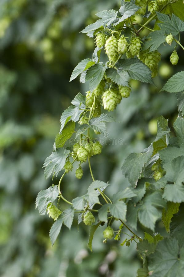 Hops stock image. Image of umbel, hemp, cultural, master - 26160655