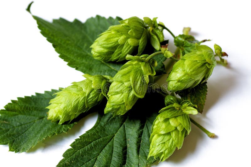 Hops stock photo. Image of bitter, green, ingredient - 26613940