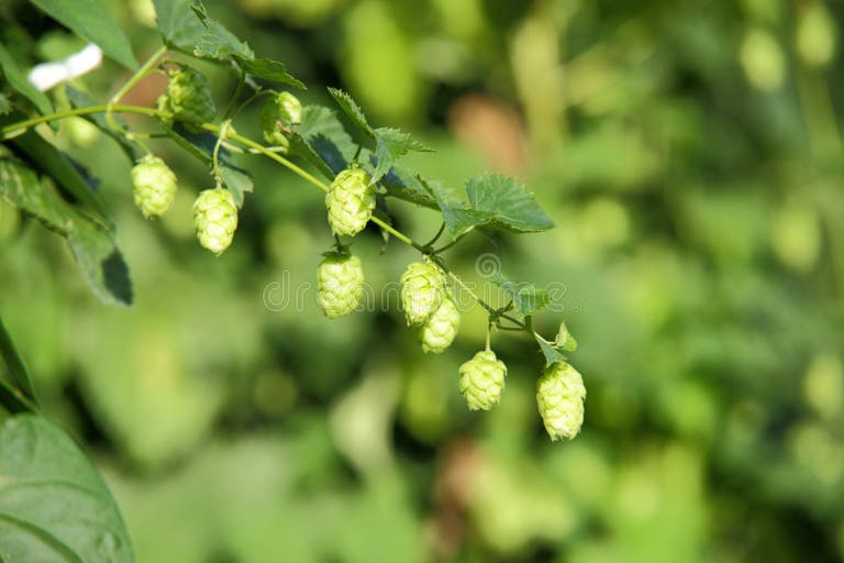 Hops stock photo. Image of fermentation, cultivation - 26706276