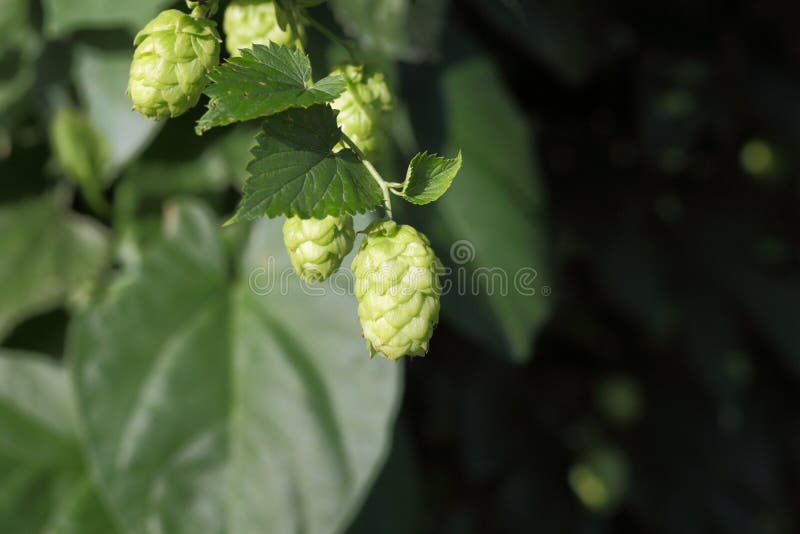 Hops stock image. Image of plant, barley, fermentation - 26706459
